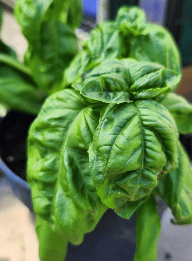 Sweet basil, how to grow and use this wonderful herb