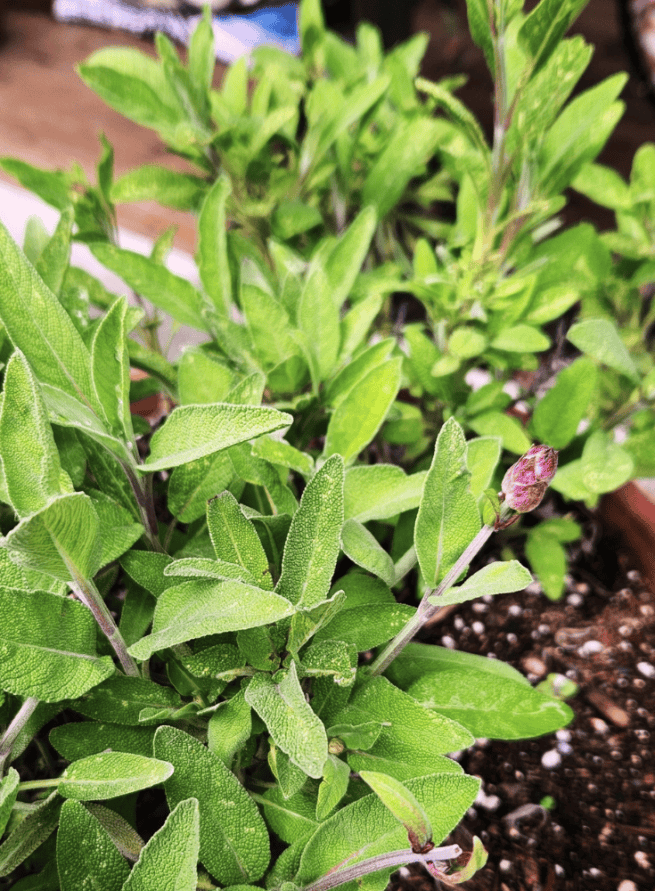Grow Vibrant Sage from Seeds with These Proven Tips