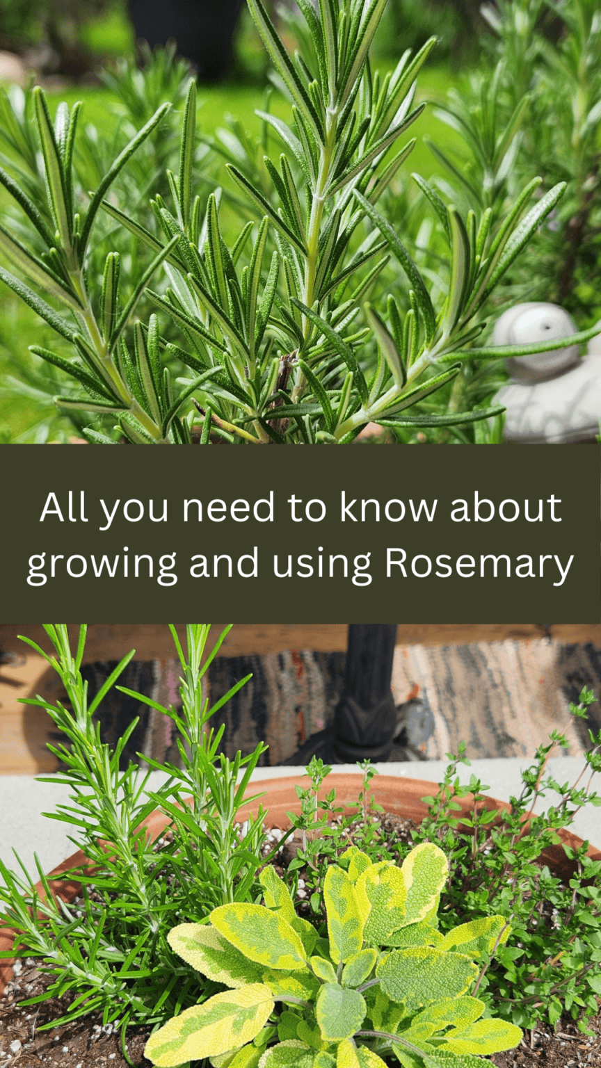 Rosemary, the simple guide for growing and using this herb