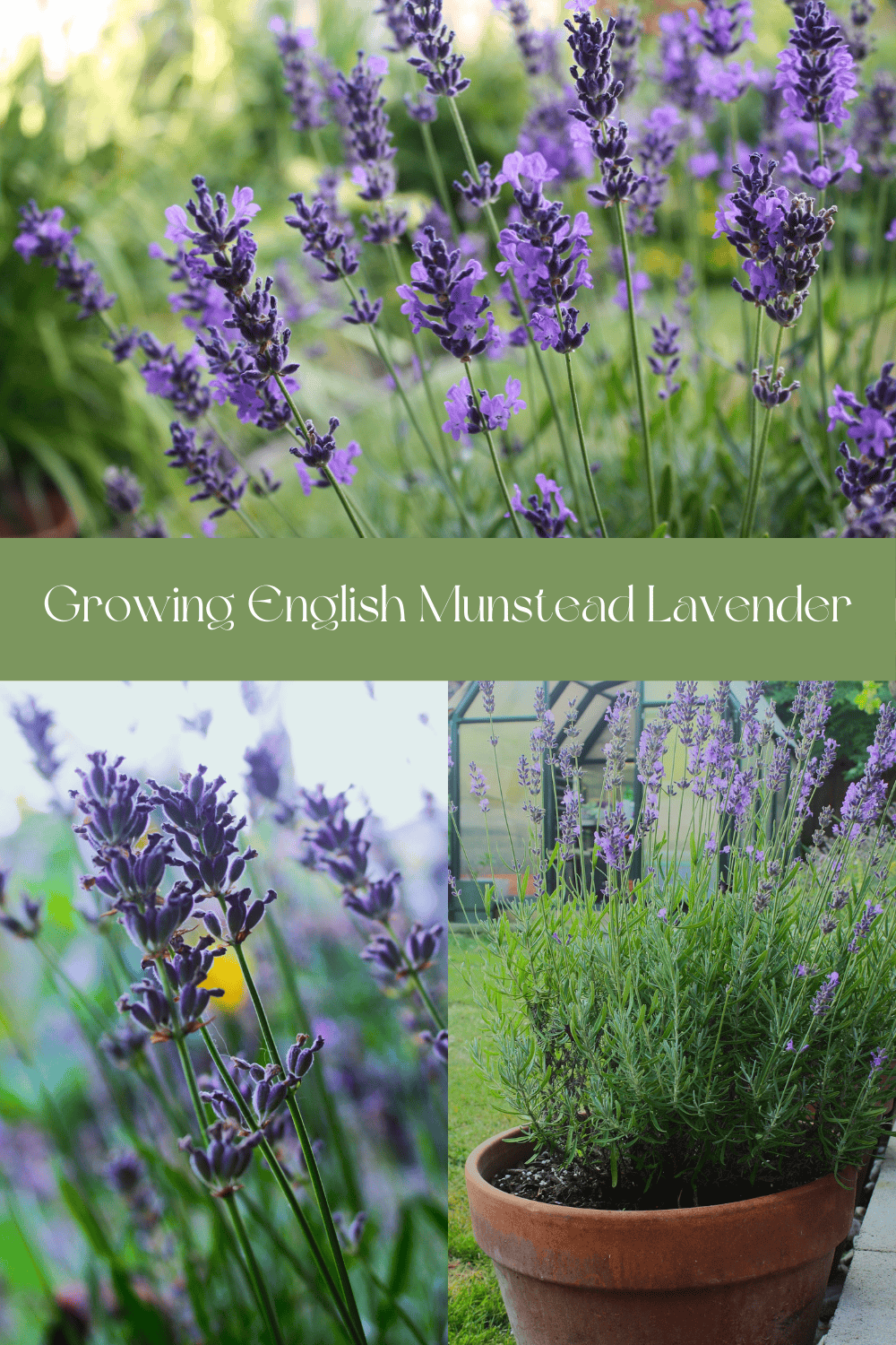 The best English Lavender to grow Munstead or Hidcote