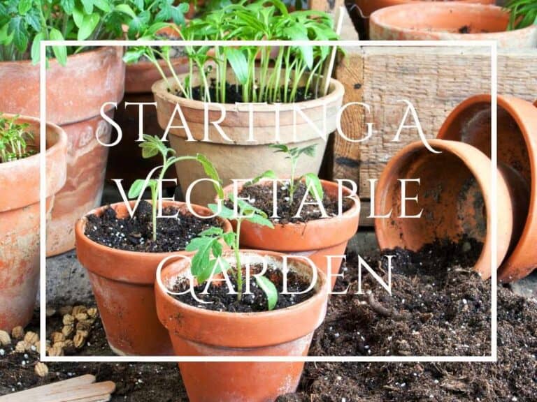 Simple Vegetable Garden, Planning Guide for a Beginner
