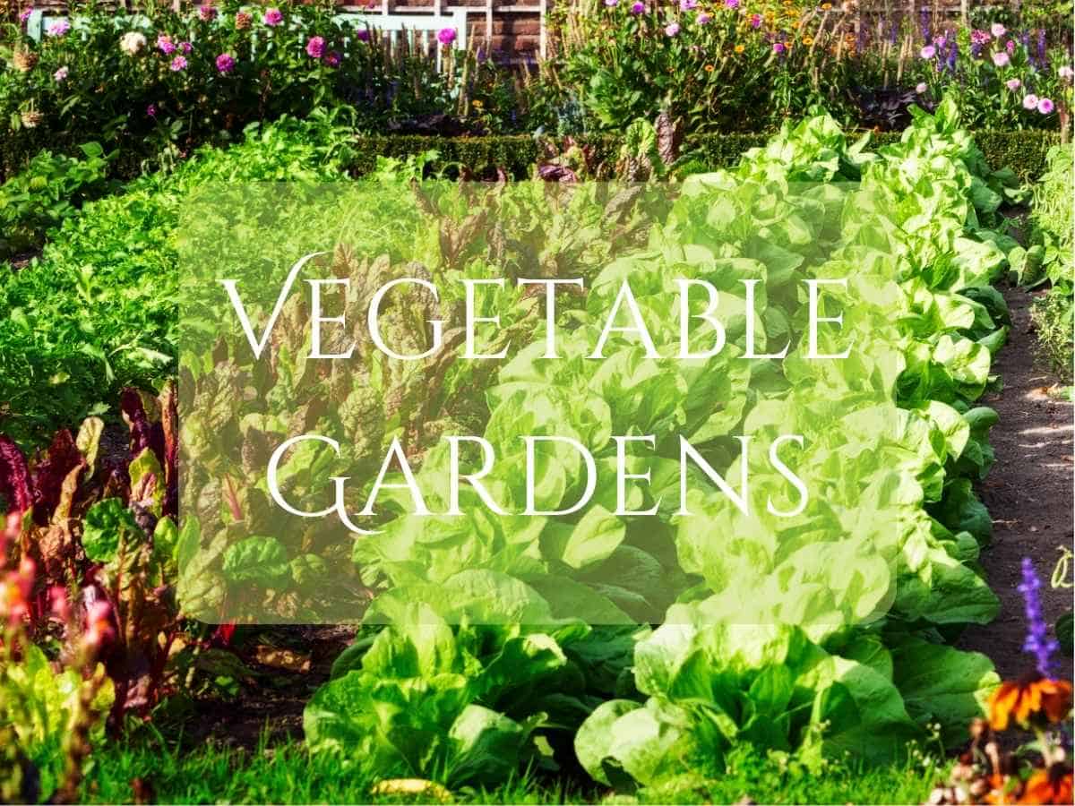 Simple Vegetable Garden, Planning Guide for a Beginner