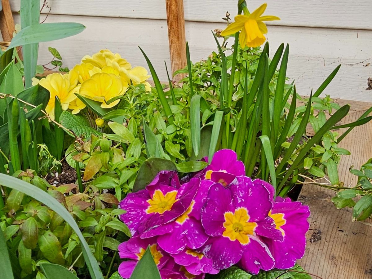 Easy to grow early spring flowers for your garden